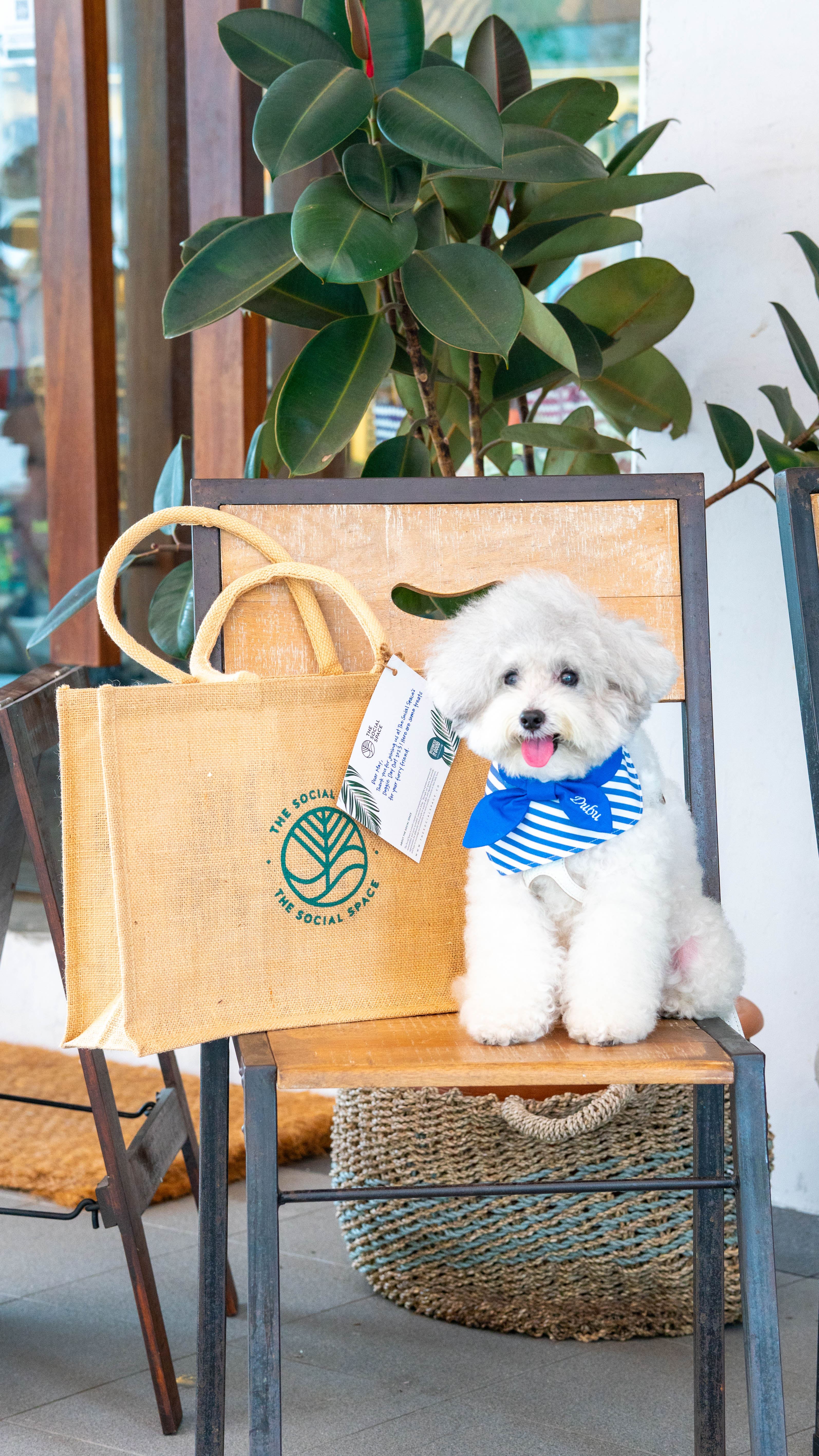 #TakeMeBack: Doggie Day Out 2023 Recap! – The Social Space Pte Ltd