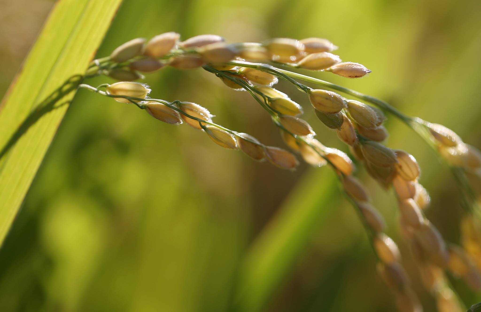 Husks Green – The Social Space Pte Ltd